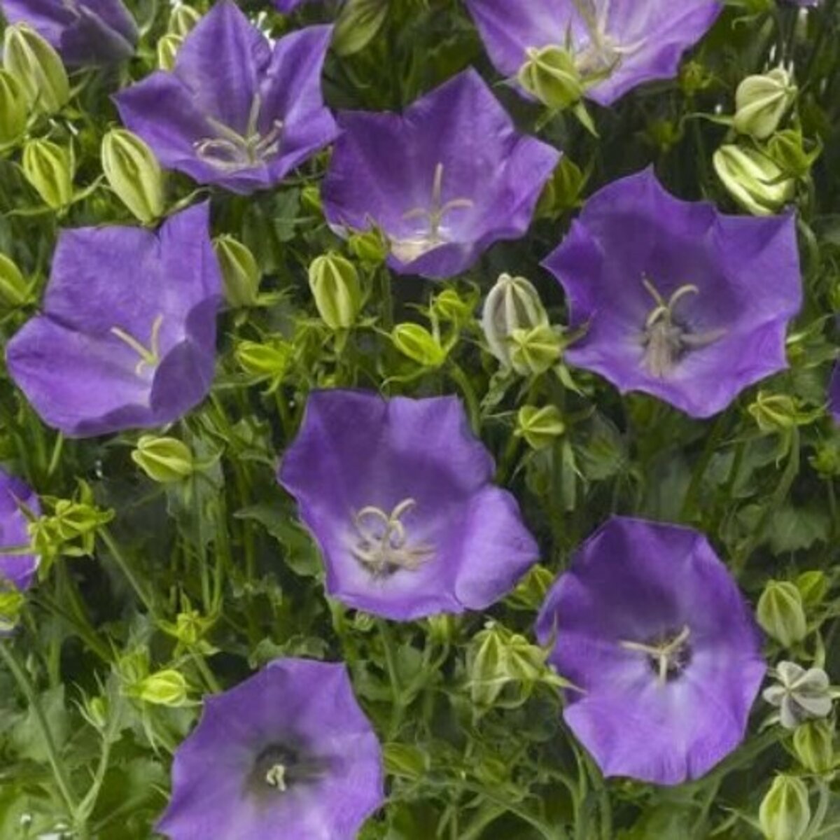 Campanula Carpatica Pristar Deep Blue Blue Bellflower | SiteOne