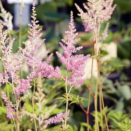 Astilbe X Arendsii Elizabeth Bloom Astilbe | SiteOne