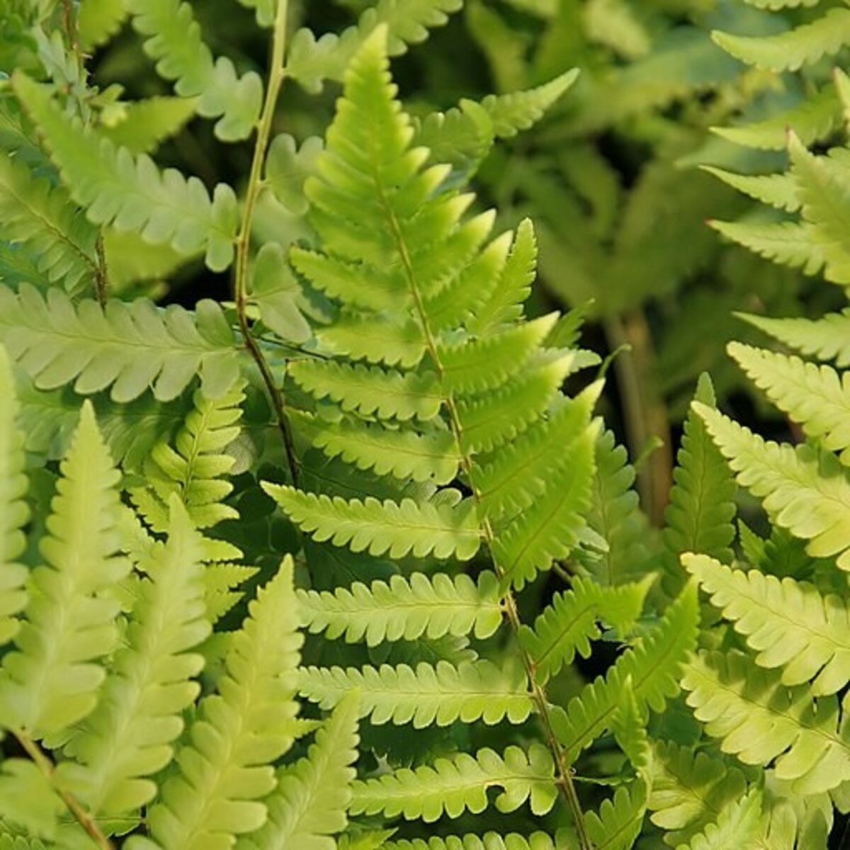 Dryopteris Australis Dixie Wood Fern | SiteOne