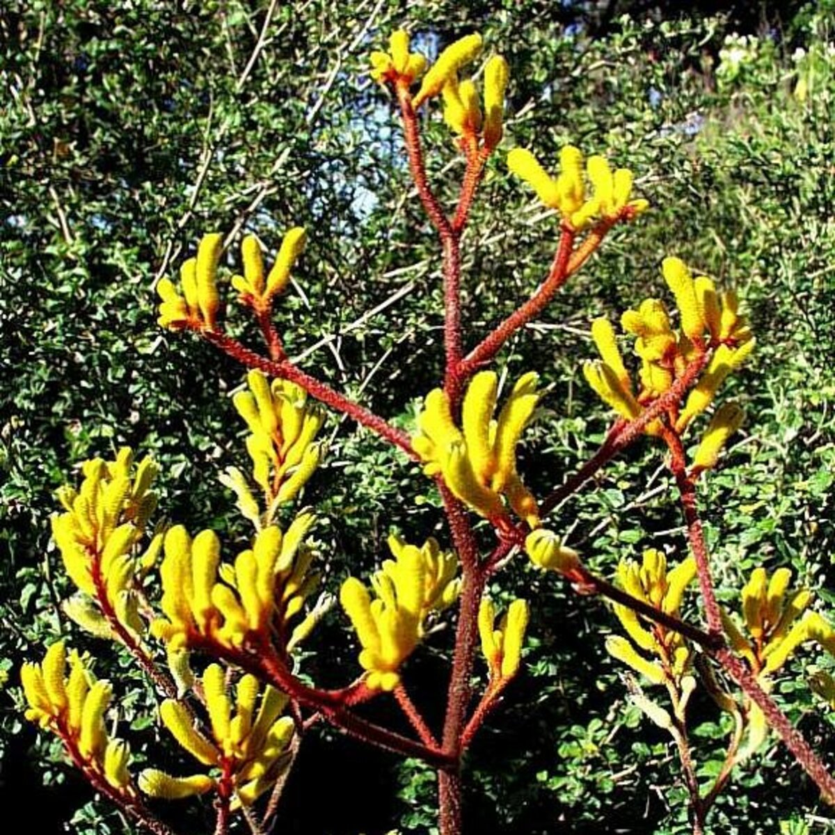 Anigozanthos X Yellow Kangaroo Paws | SiteOne