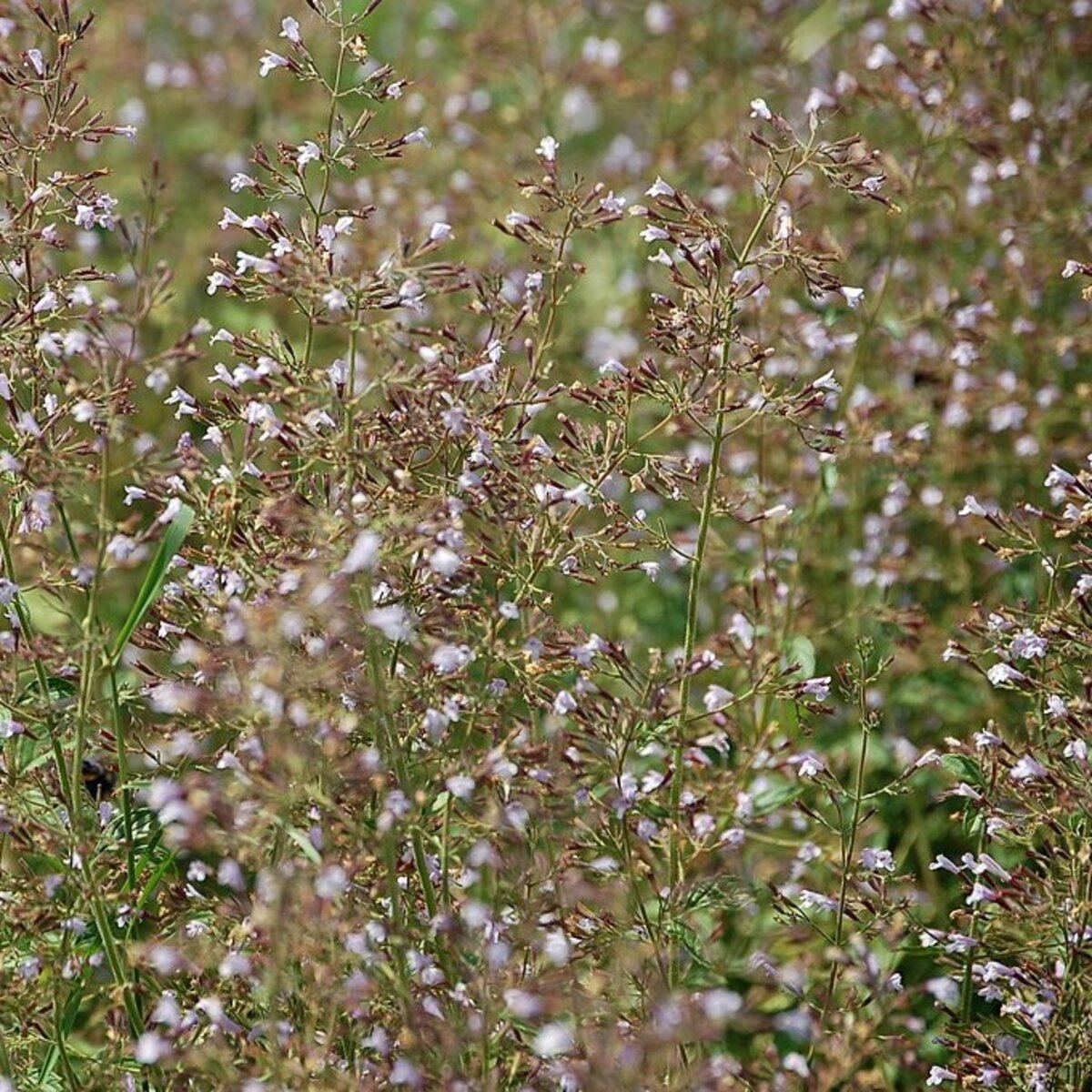 Calamintha Nepeta Blue Cloud Calamint | SiteOne