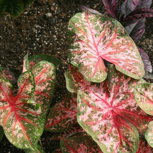 Caladium X Hortulanum Strap Leaf Angel Wings | SiteOne