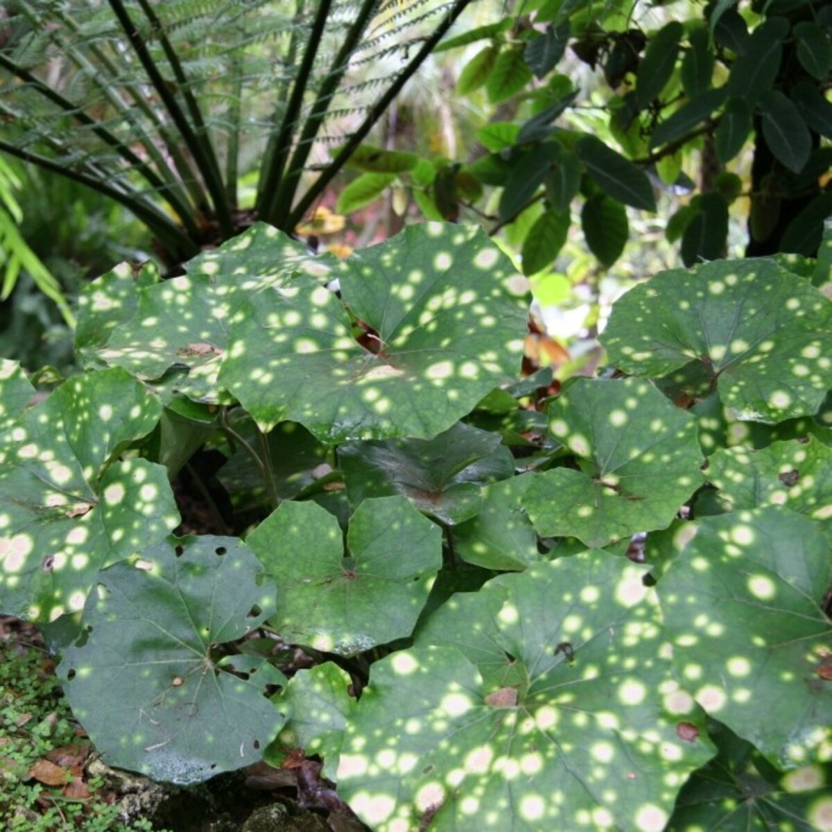 Farfugium Japonicum Firefly | SiteOne