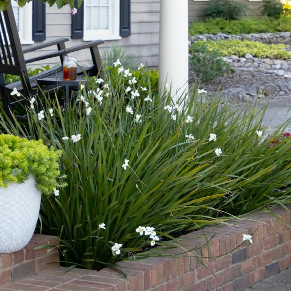 Dietes X Nola Alba Katrina Fortnight Lily | SiteOne