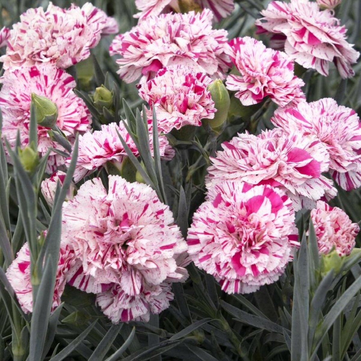 Dianthus X Devon Cottage Pinball Wizard Pinks | SiteOne