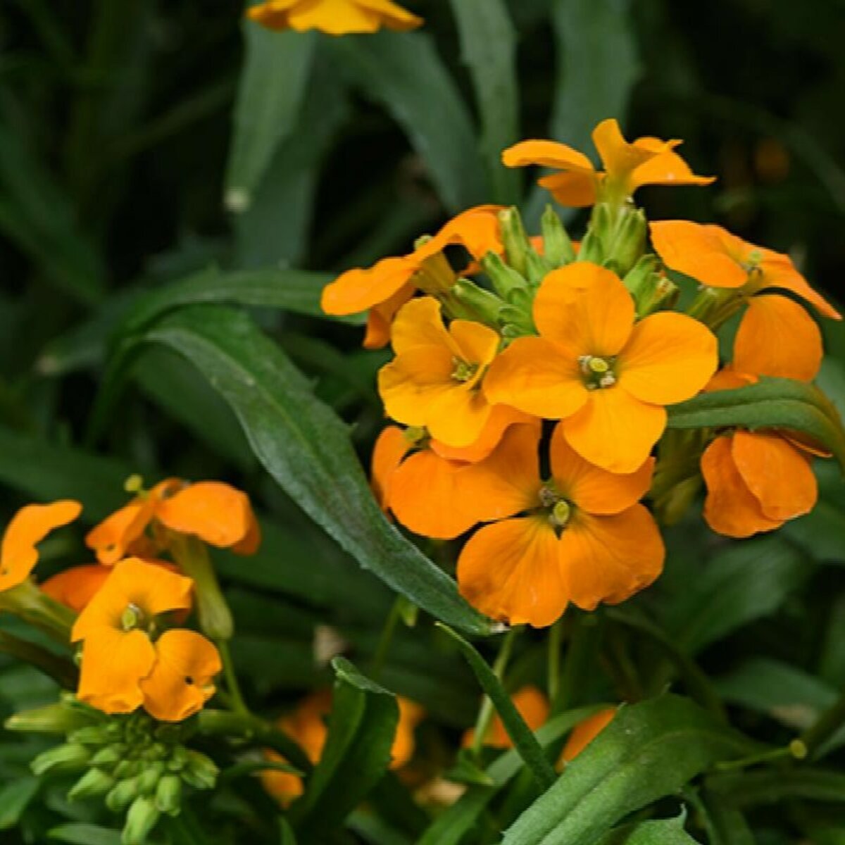 Erysimum Linifolium Sunstrong Orange Wallflower | SiteOne