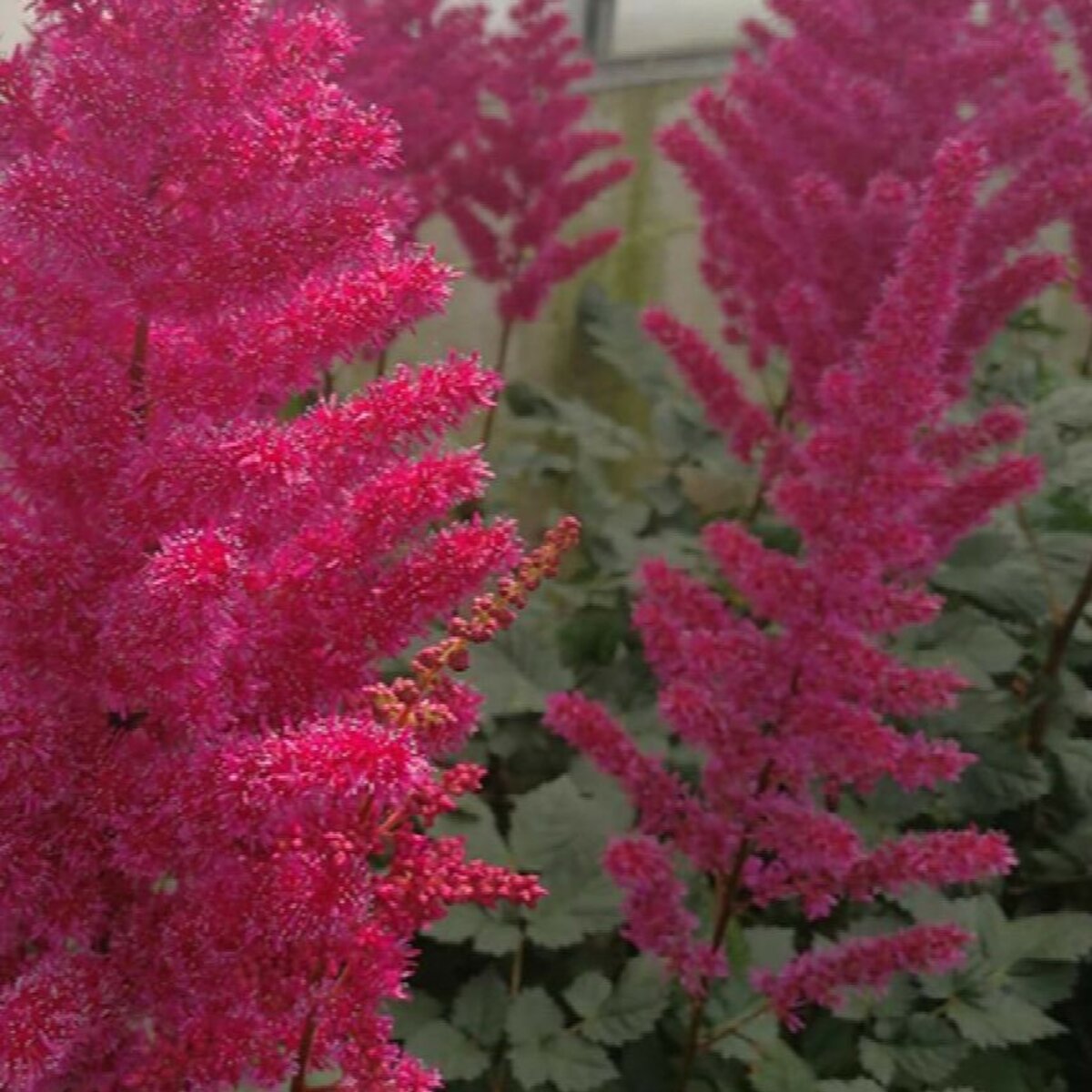 Astilbe Chinensis Visions Volcano Chinese Astilbe | SiteOne