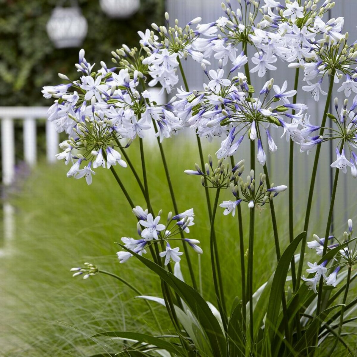 Agapanthus X Twister African Lily | SiteOne