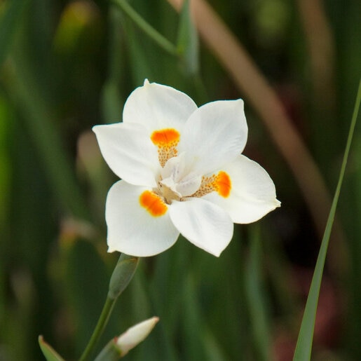 Dietes X Nola Alba Katrina Fortnight Lily | SiteOne