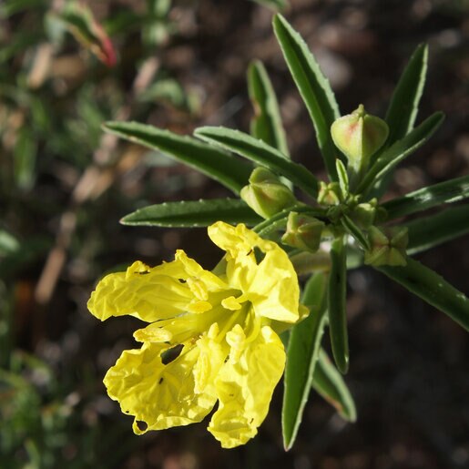 Calylophus Serrulatus Sundrops | SiteOne