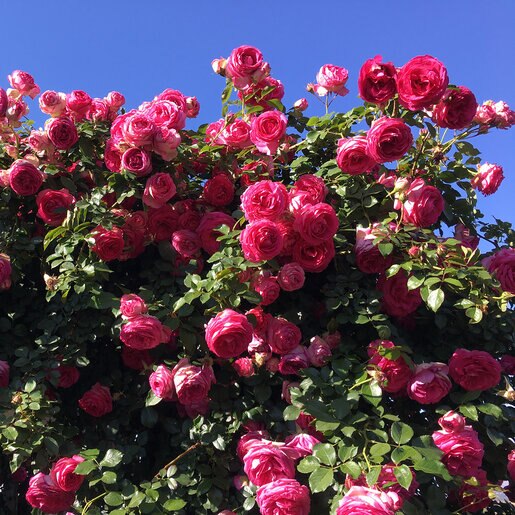 Rosa X Pretty in Pink Eden Climbing Rose | SiteOne