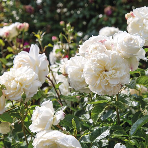 Rosa X Tranquillity David Austin English Shrub Rose | SiteOne