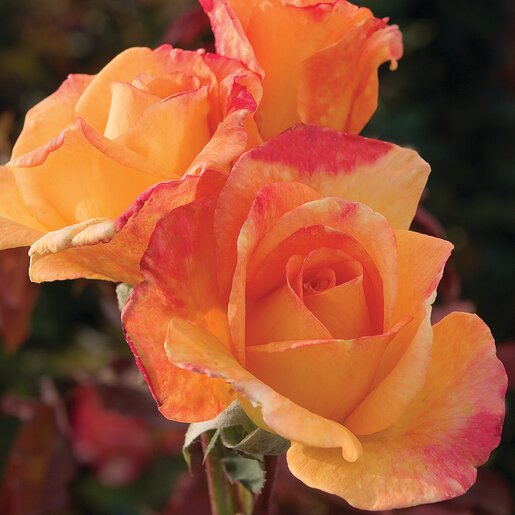 Rosa X Rio Samba Hybrid Tea Rose | SiteOne