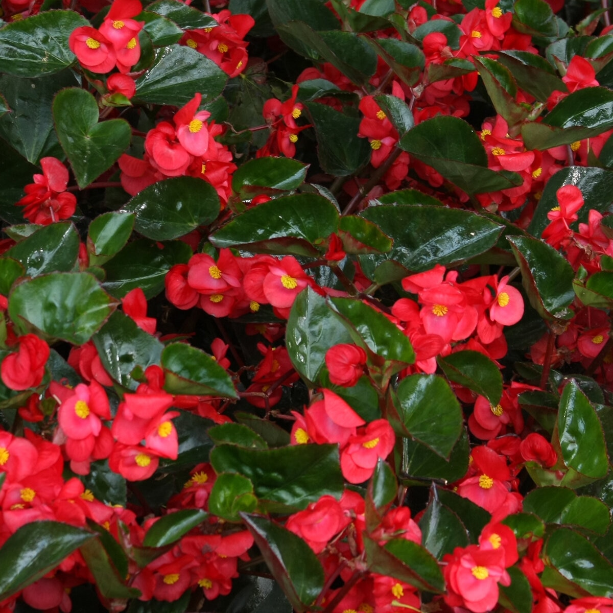 Begonia Benariensis Surefire Red Green Leaf Begonia | SiteOne