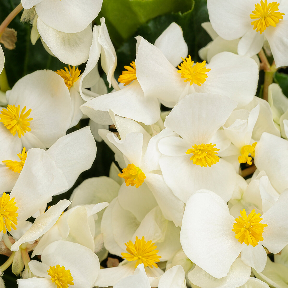 Begonia Benariensis Surefire White Green Leaf Begonia | SiteOne