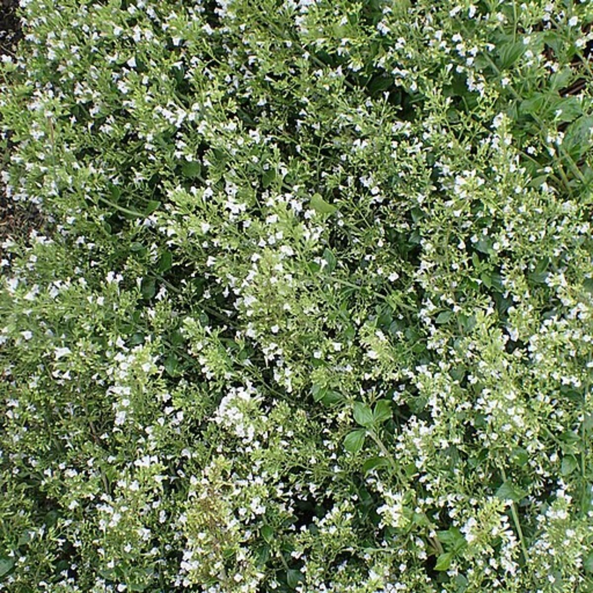 Calamintha Nepeta Montrose White Calamint | SiteOne