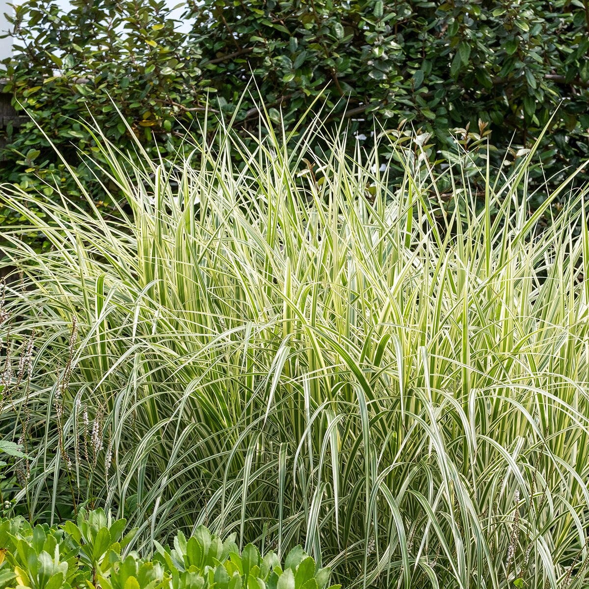 Miscanthus Sinensis Variegatus Variegated Maiden Grass | SiteOne
