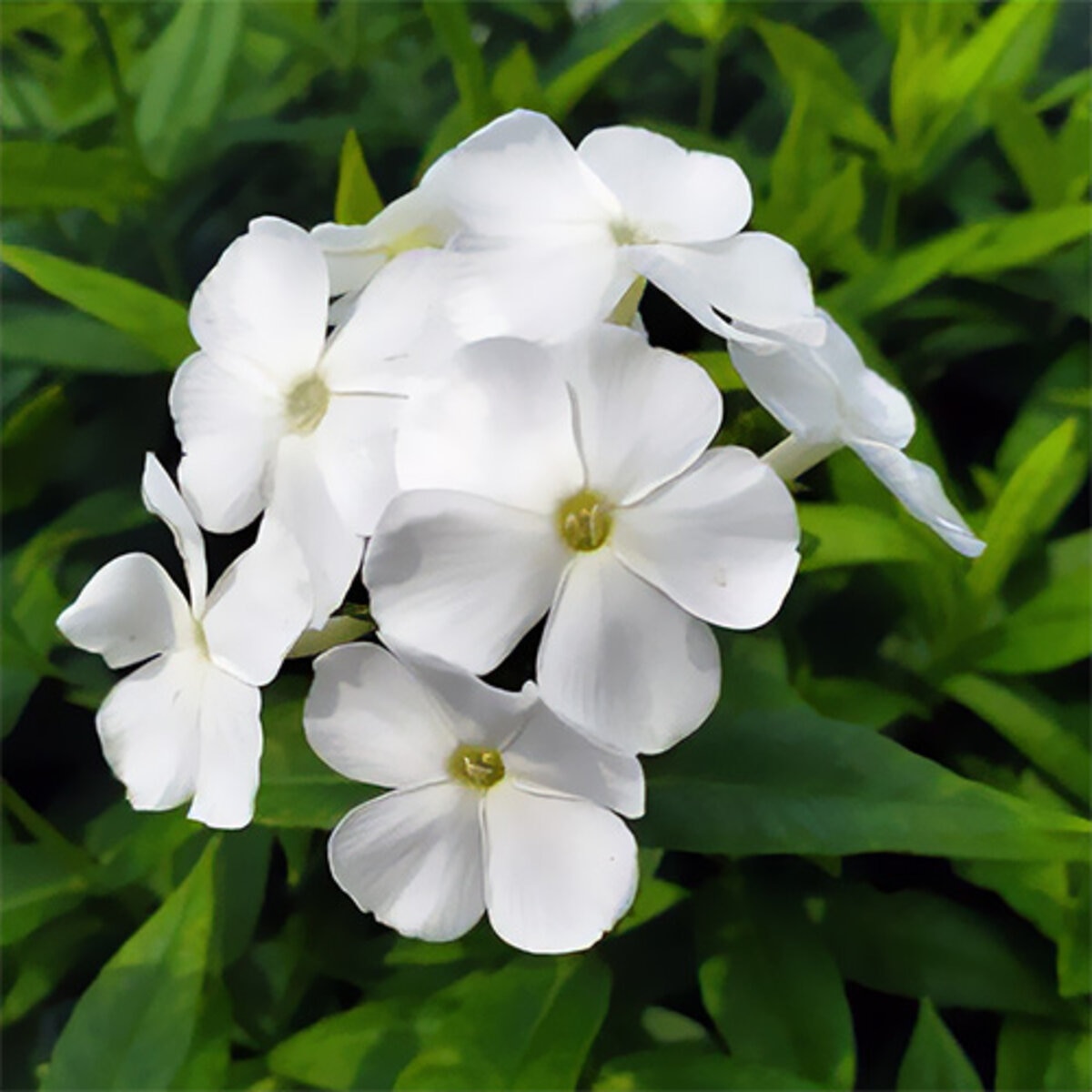 Phlox Paniculata Volcano White Tall Phlox | SiteOne