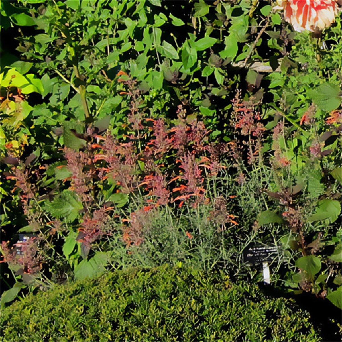 Agastache Rupestris Apache Sunset Hyssop | SiteOne