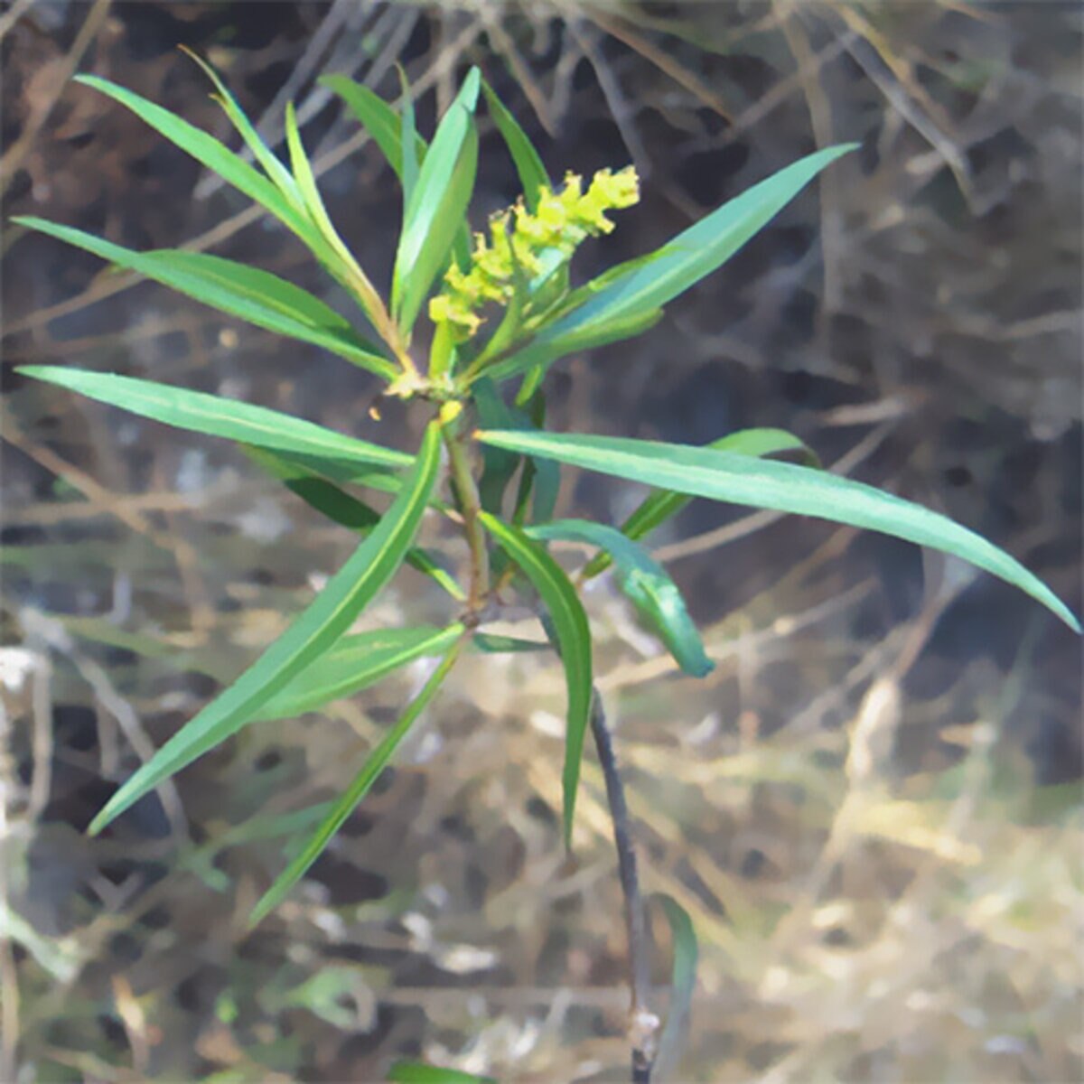 Croton Linearis Pineland Croton | SiteOne