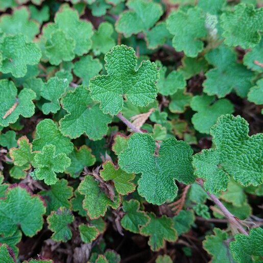 Rubus Calycinoides Creeping Raspberry | SiteOne
