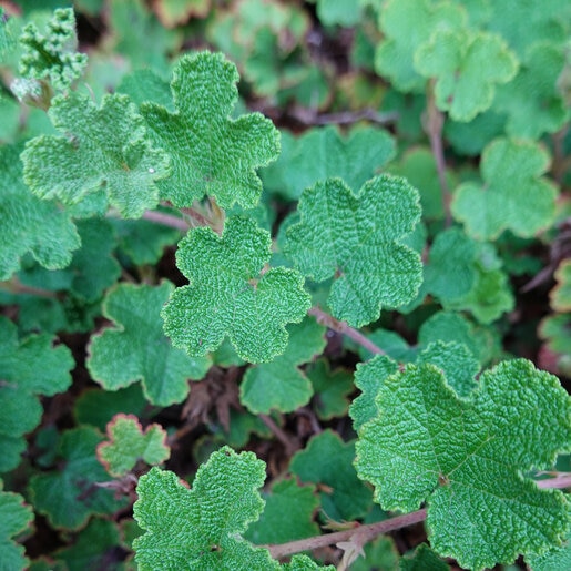 Rubus Calycinoides Creeping Raspberry | SiteOne