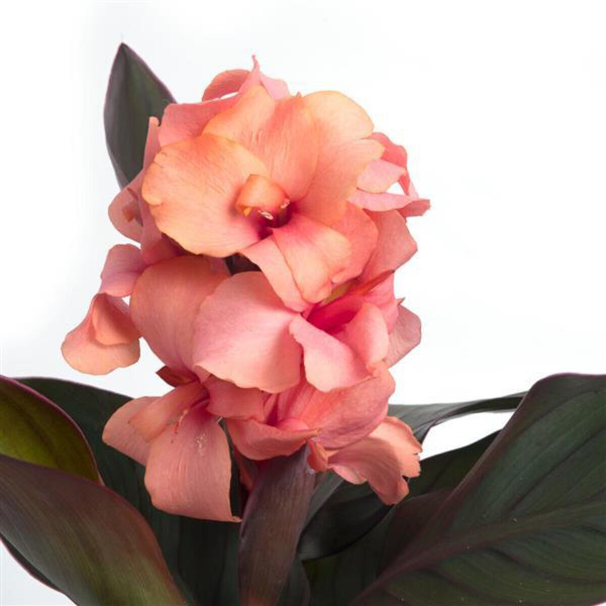 Canna X Generalis Cannova Bronze Peach Canna | SiteOne