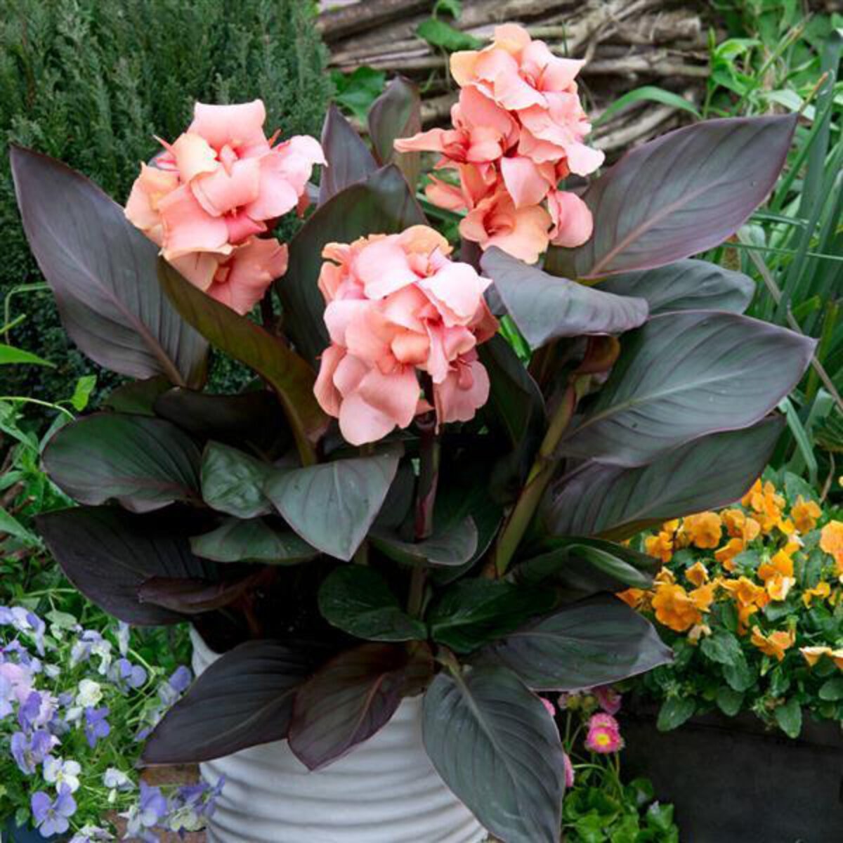 Canna X Generalis Cannova Bronze Peach Canna | SiteOne