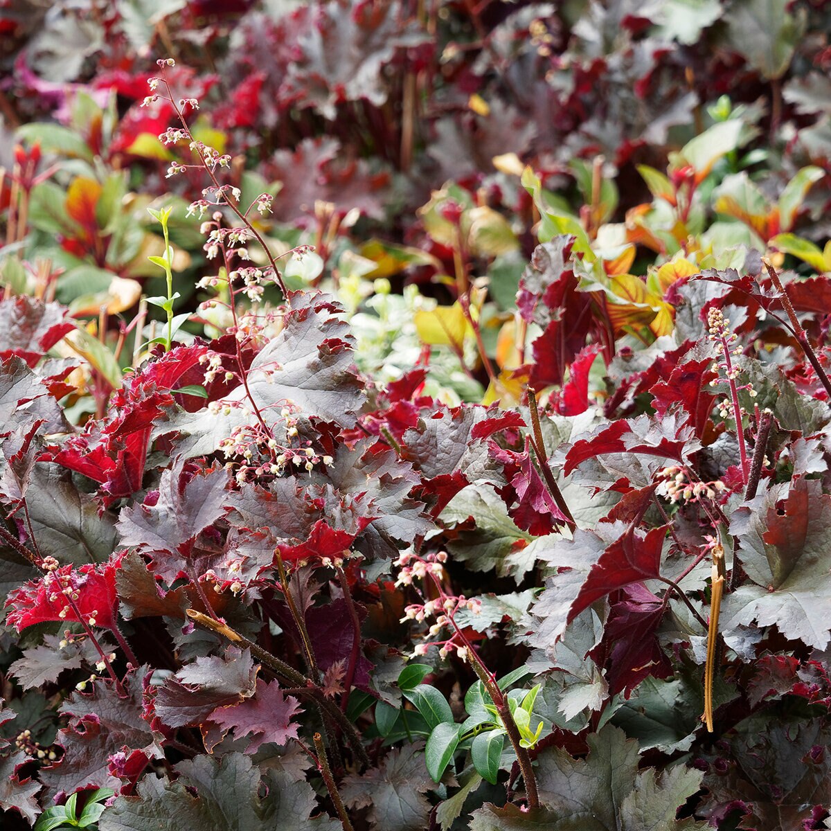 Heuchera Micrantha Palace Purple Coral Bells | SiteOne