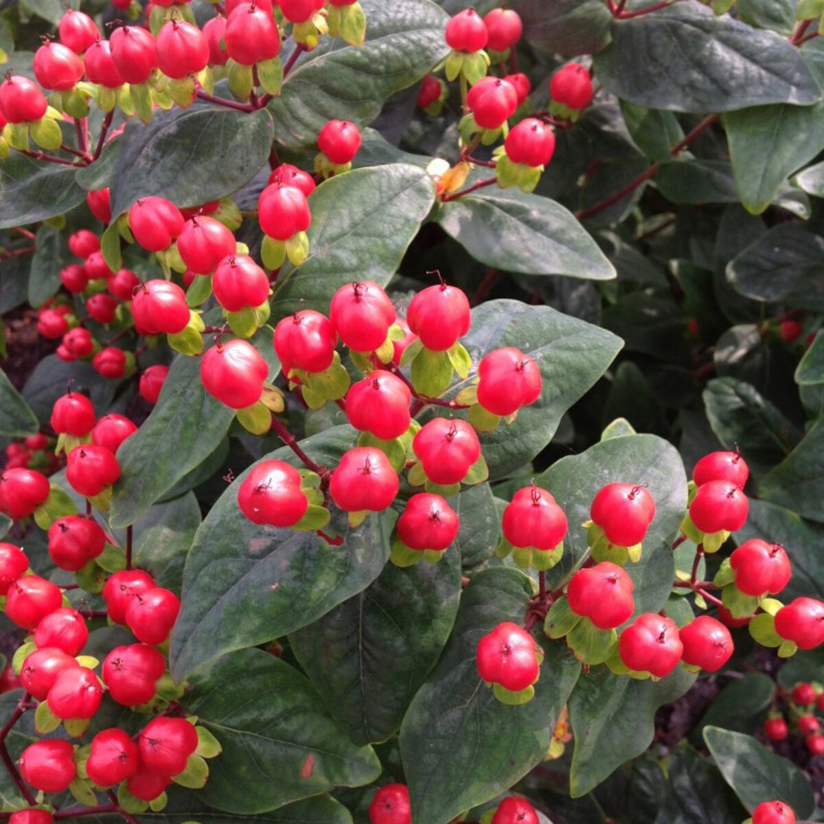 Hypericum X Inodorum Magical Red Flame St. Johns Wort | SiteOne