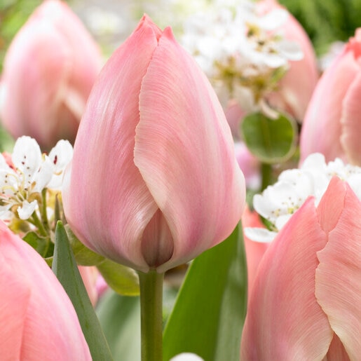 Tulipa Bulb Darwin Hybrid Salmon Van Eijk Tulip | SiteOne