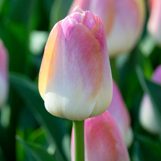 Tulipa Bulb Darwin Hybrid Kunyun Tulip | SiteOne