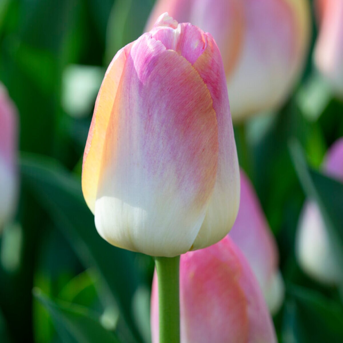 Tulipa Bulb Darwin Hybrid Kunyun Tulip | SiteOne