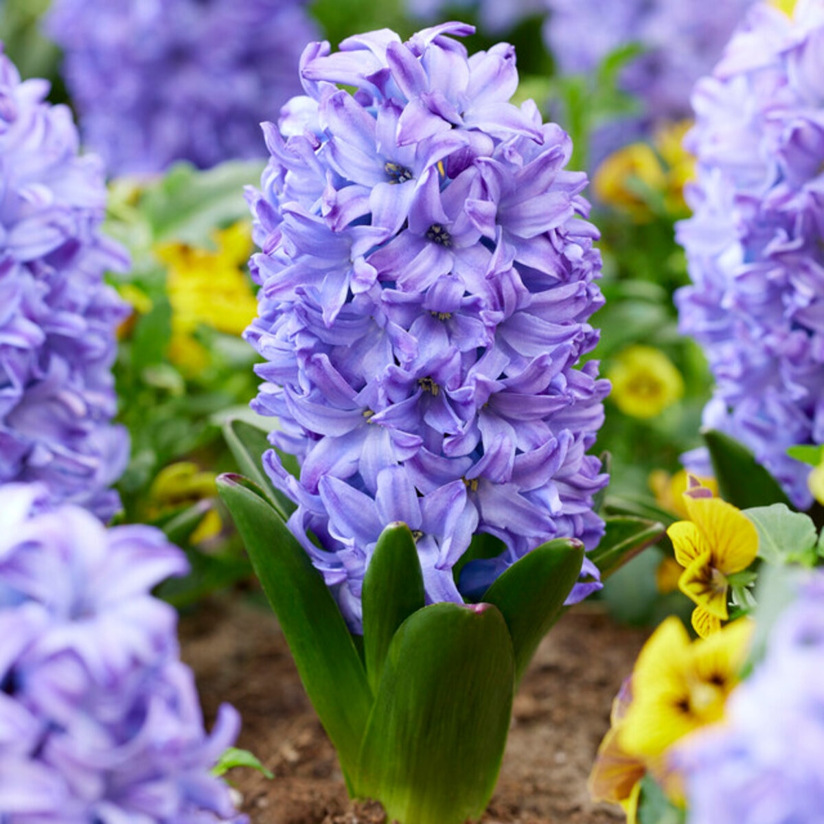 Hyacinthus Bulb Orientalis Aqua Hyacinth | SiteOne