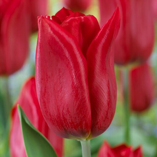 Tulipa Bulb Triumph Strong Love Tulip | SiteOne