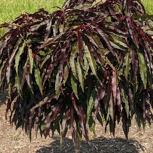 Prunus Persica Ruby Ruffle Patio Peach | SiteOne