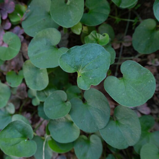 Dichondra Repens Lawn Leaf | SiteOne