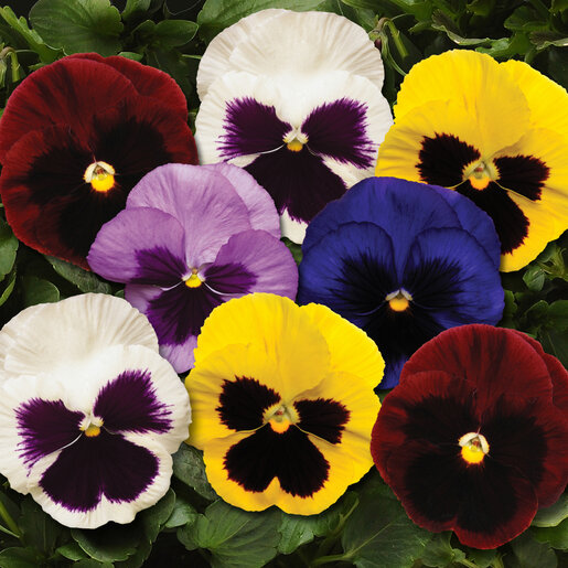 Viola X Wittrockiana Spring Matrix Blotch Mixture Pansy | SiteOne