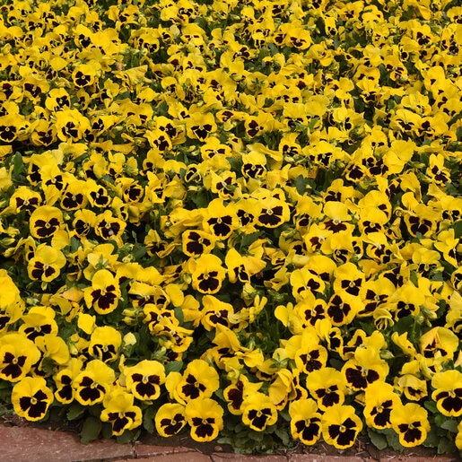 Viola X Wittrockiana Spring Matrix Yellow Blotch Pansy | SiteOne