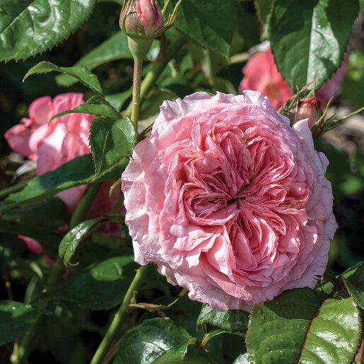 Romantica Ball Gown Rose