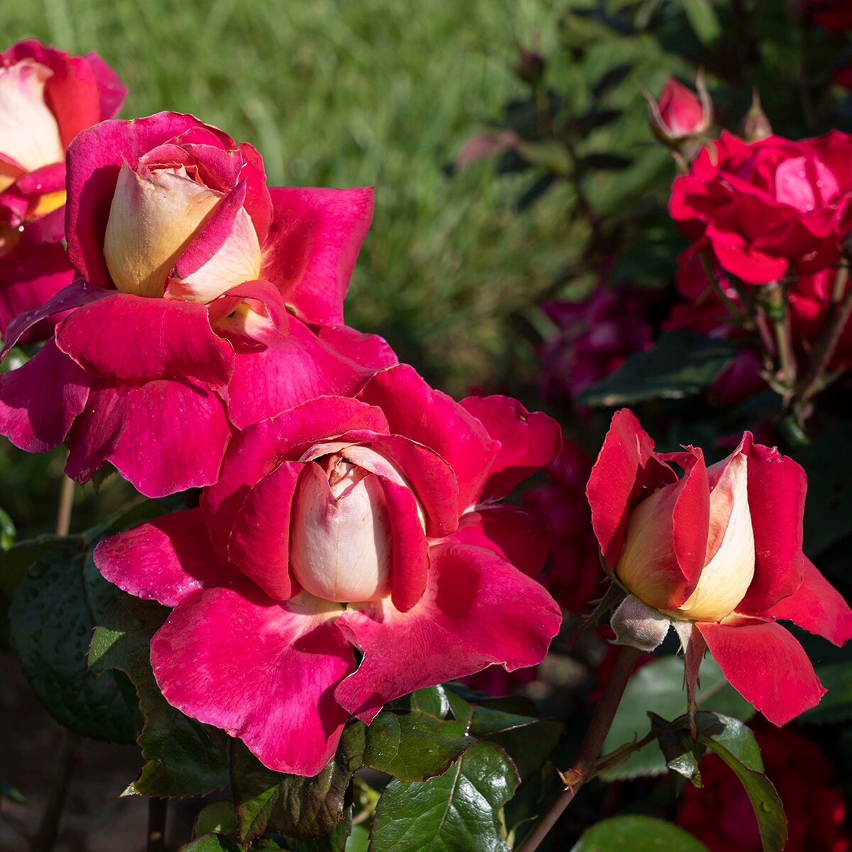 Rosa X Cherries & Champagne Hybrid Tea Rose | SiteOne