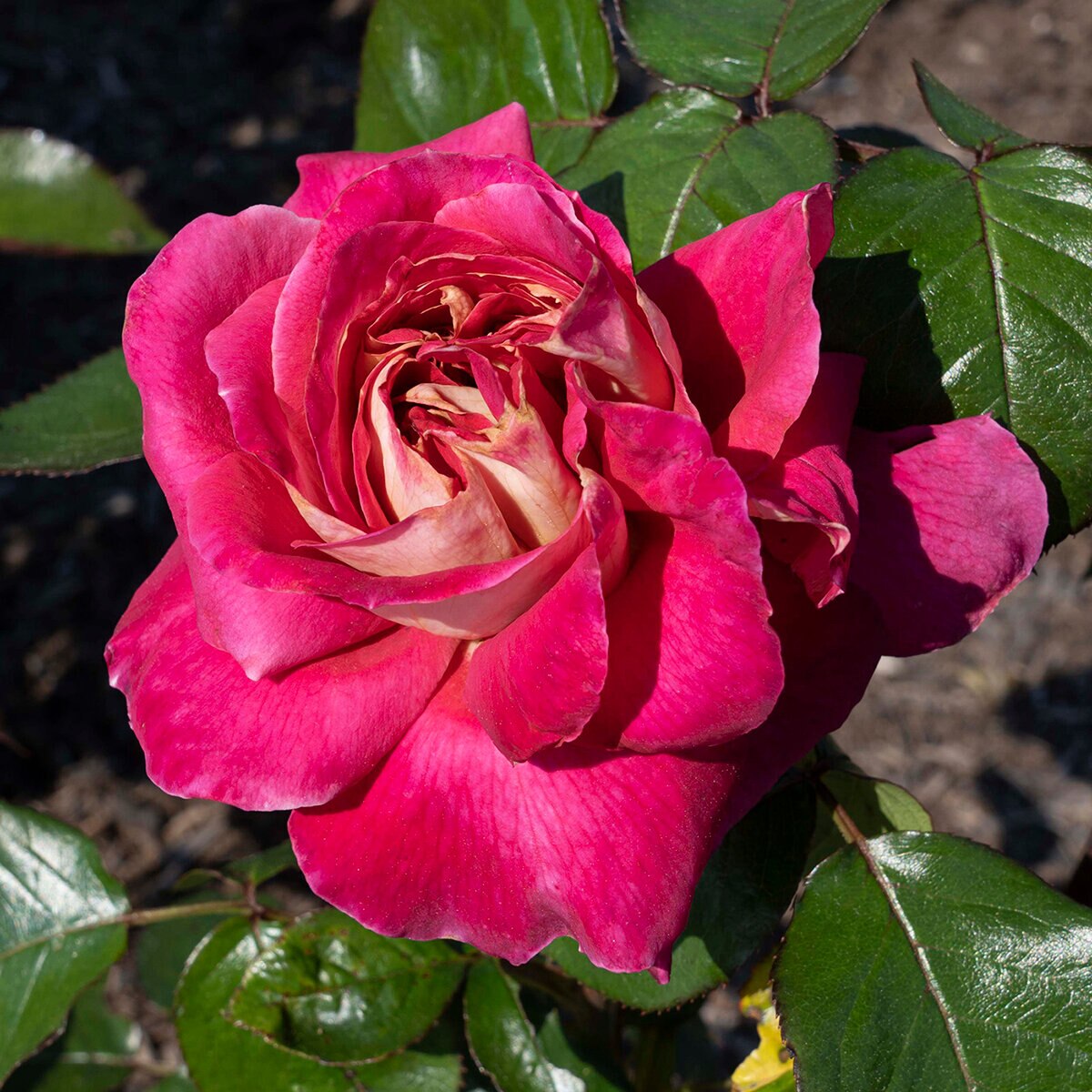 Rosa X Cherries & Champagne Hybrid Tea Rose | SiteOne