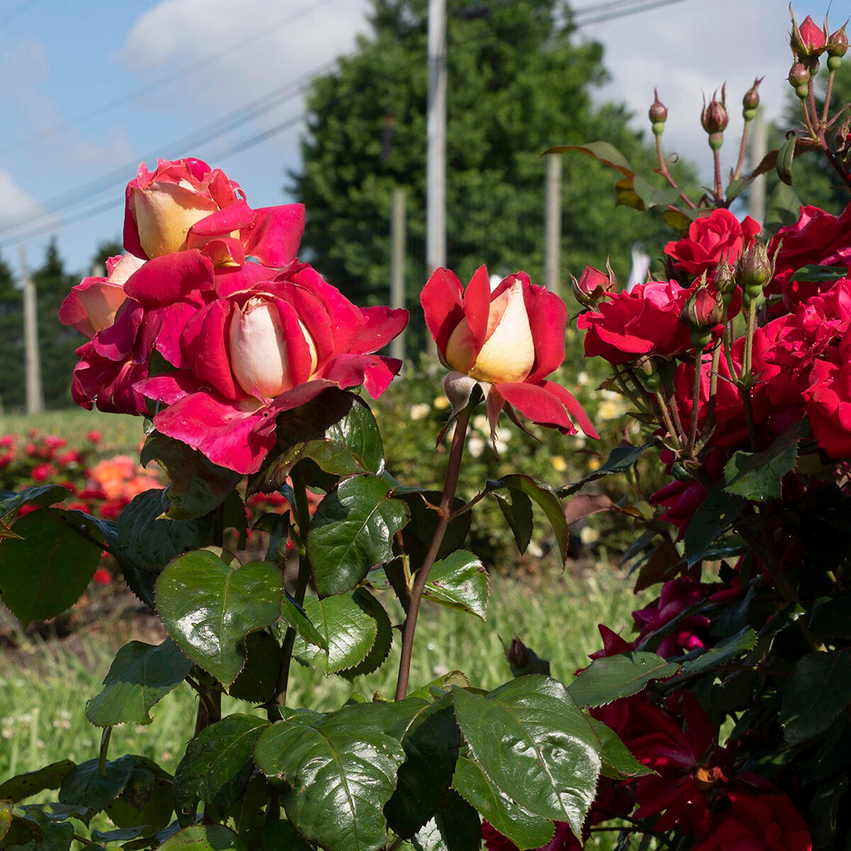 Rosa X Cherries & Champagne Hybrid Tea Rose | SiteOne