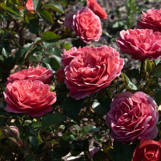 Rosa Floribunda Desert Sky Rose | SiteOne