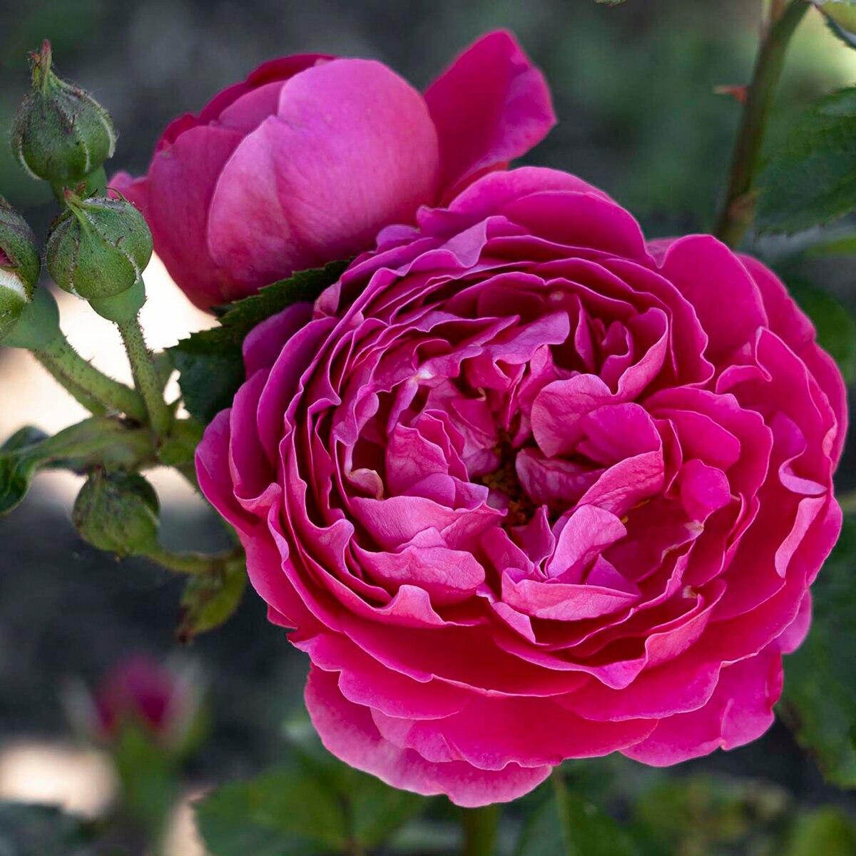 Rosa Floribunda PowerPuff Shrub Rose | SiteOne