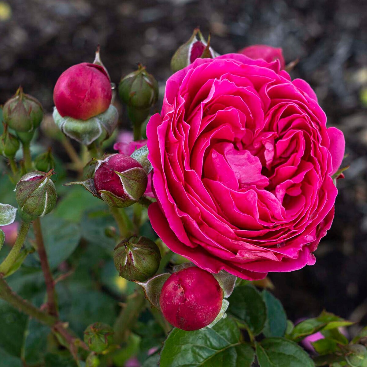 Rosa Floribunda PowerPuff Shrub Rose | SiteOne