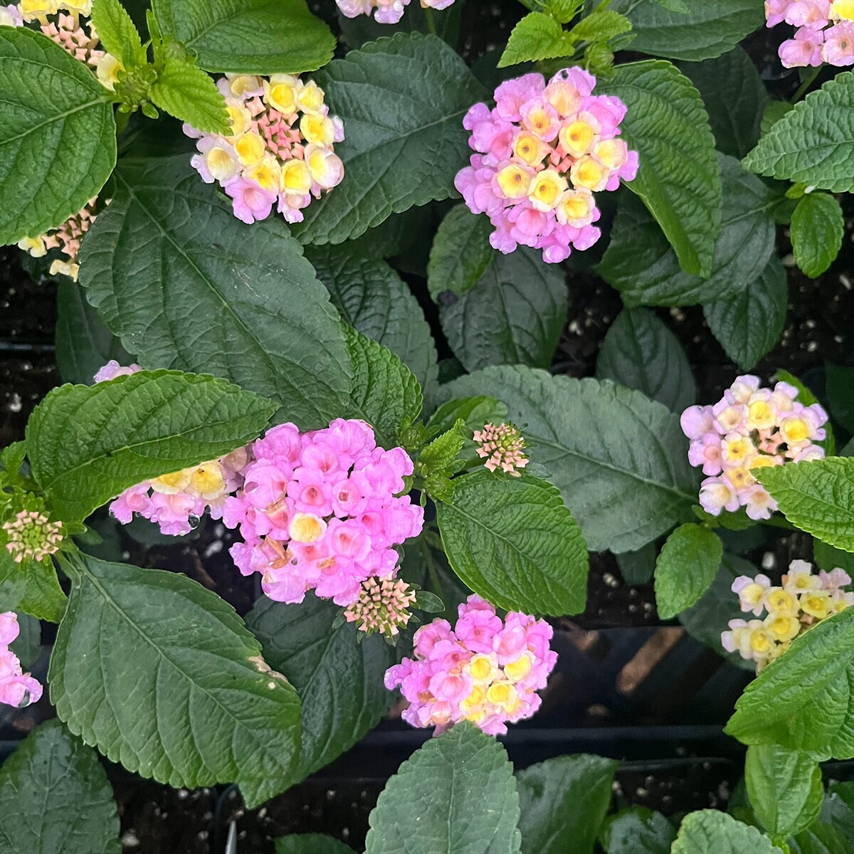 Lantana Camara Lavender Lantana | SiteOne