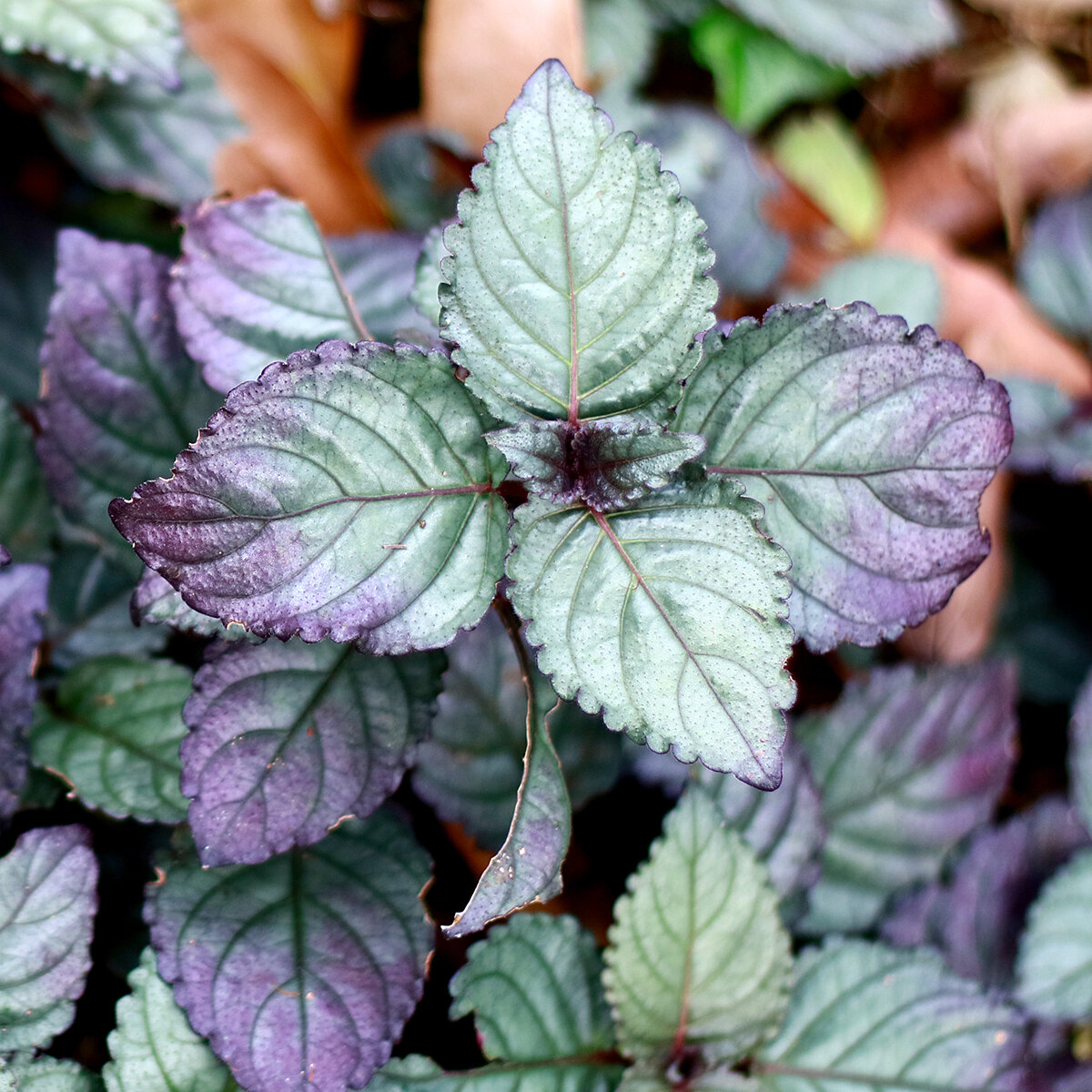 Hemigraphis Alternata Purple Waffle Plant | SiteOne