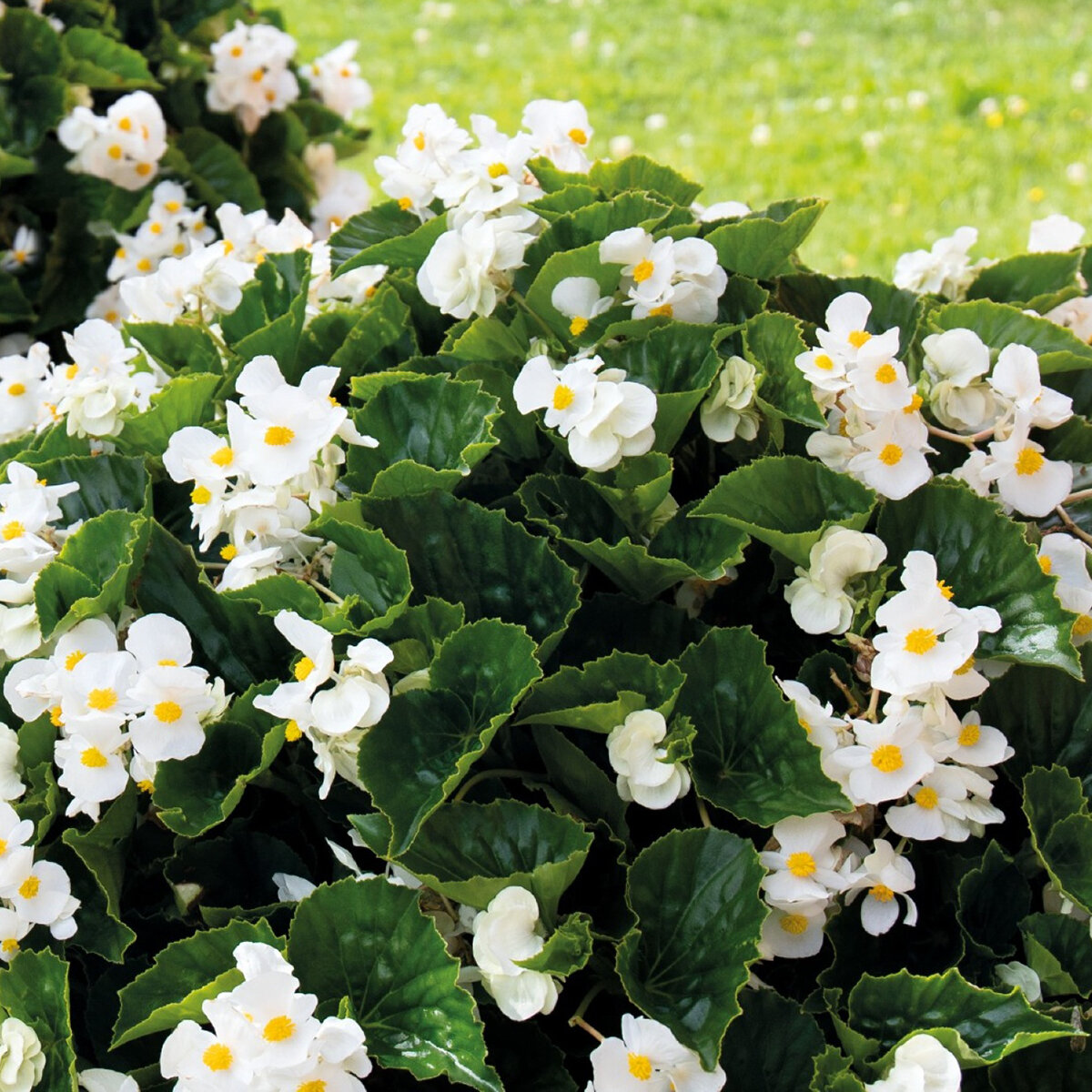 Begonia X Benariensis Whopper White Green Leaf Begonia | SiteOne