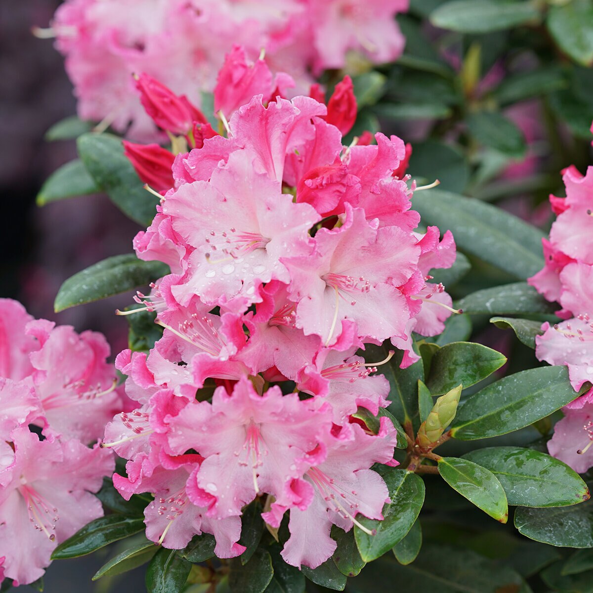 Rhododendron X Dandy Man Color Wheel Rhododendron | SiteOne